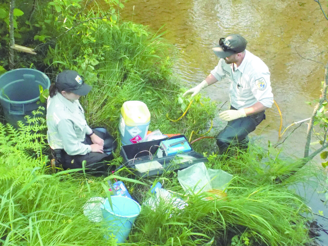 Sea lamprey control planned for tributary | News, Sports, Jobs - Daily ...